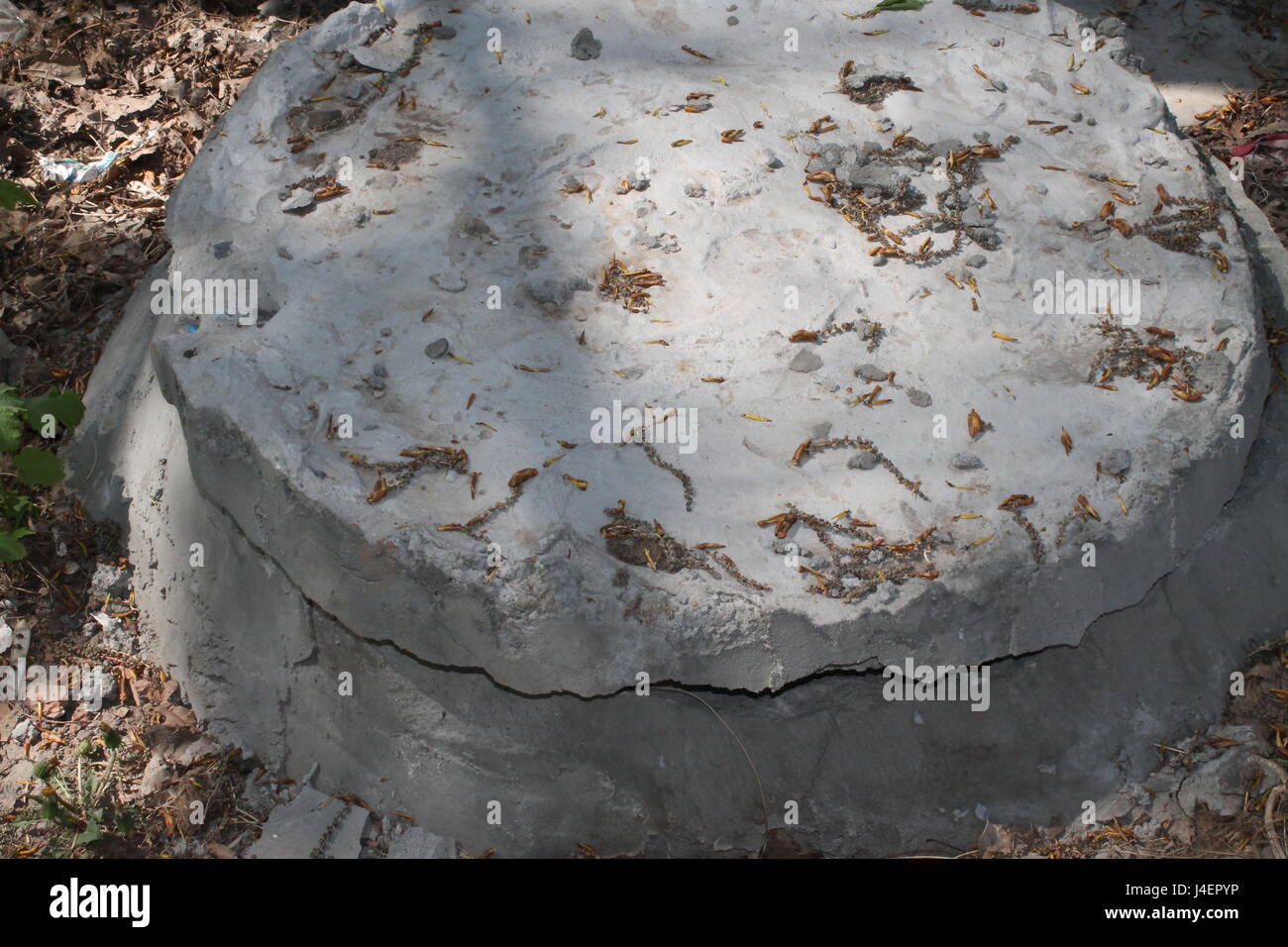 Drain cap art on the surface of sewer cover on the walk way takayama ...