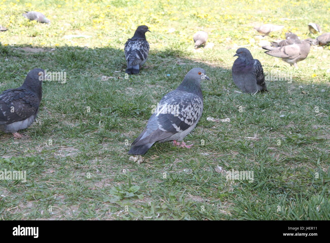Hungry pigeons bird swarming the loaf of bread and eat get rid of it in ...