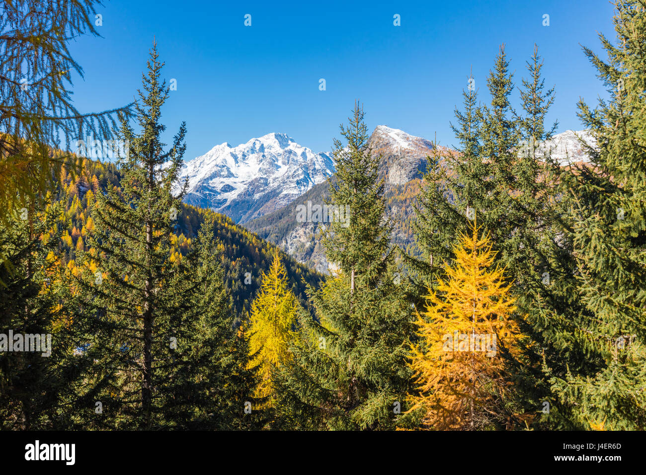 The colorful woods frame the snowy peak of Monte Disgrazia, Malenco ...
