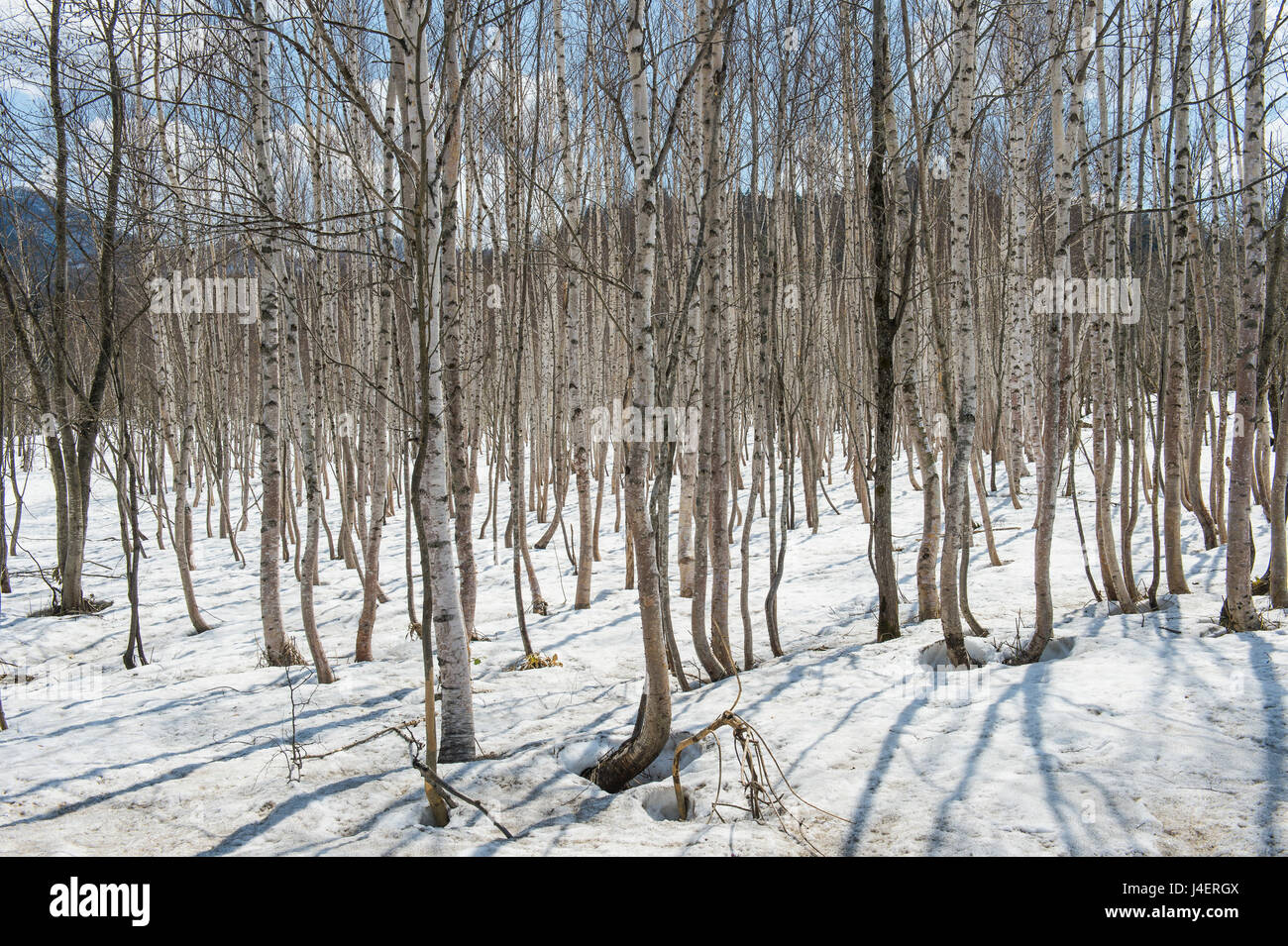 Birch tree forest, Furano, Hokkaido, Japan, Asia Stock Photo - Alamy