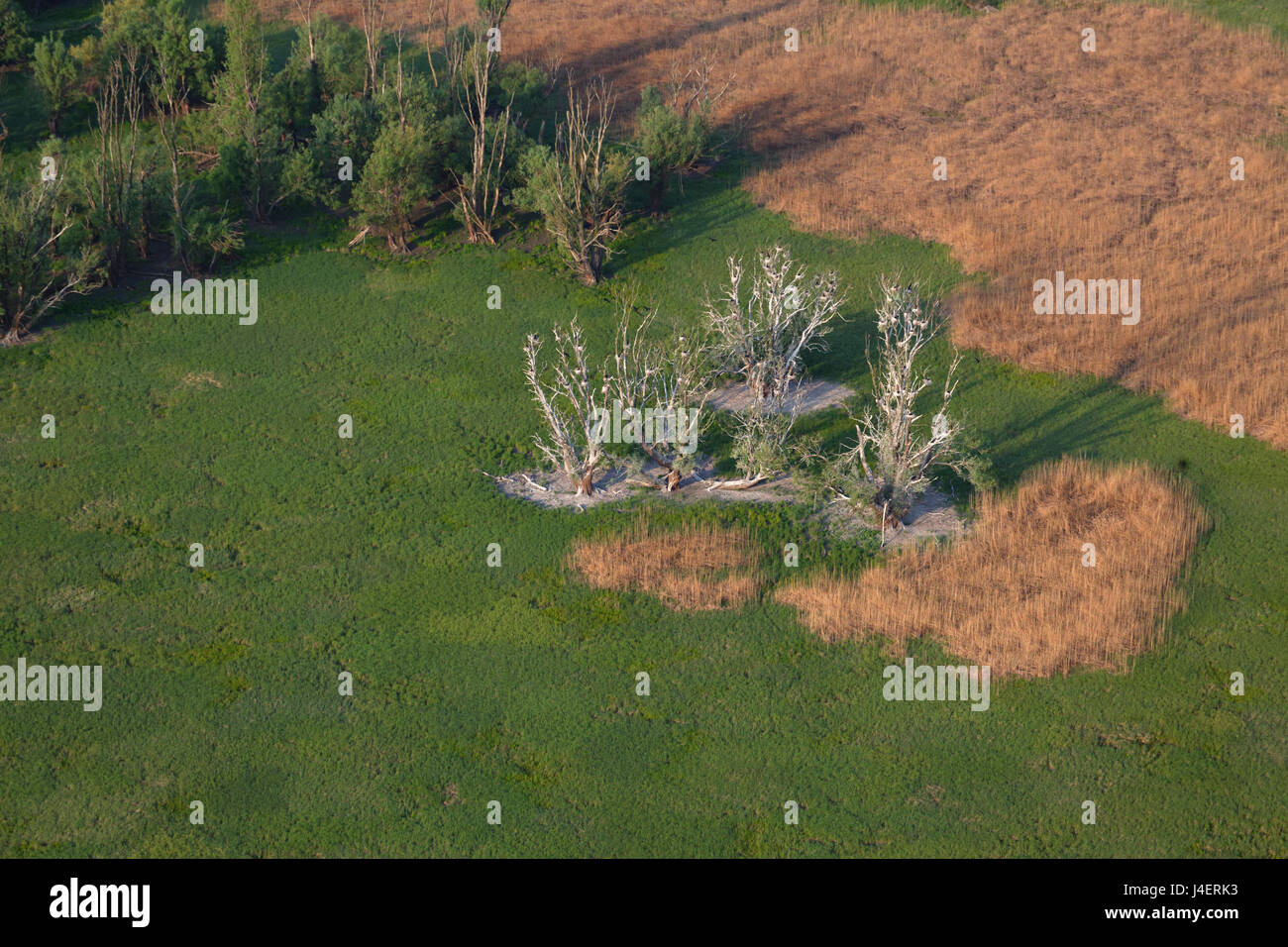 great cormorant colony in Kopački rit, Croatia Stock Photo - Alamy