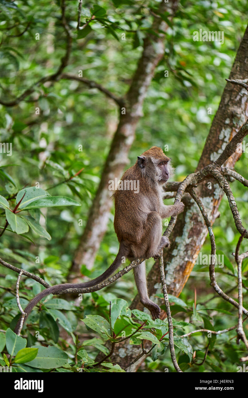 Mangrove forest animals hi-res stock photography and images - Alamy