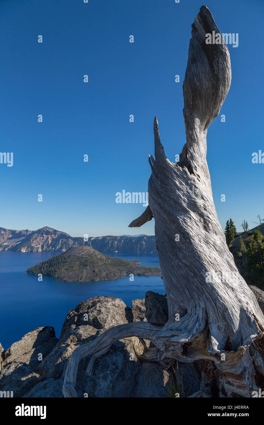 Lone tree trunk over Crater Lake, the deepest lake in the U.S.A., part ...