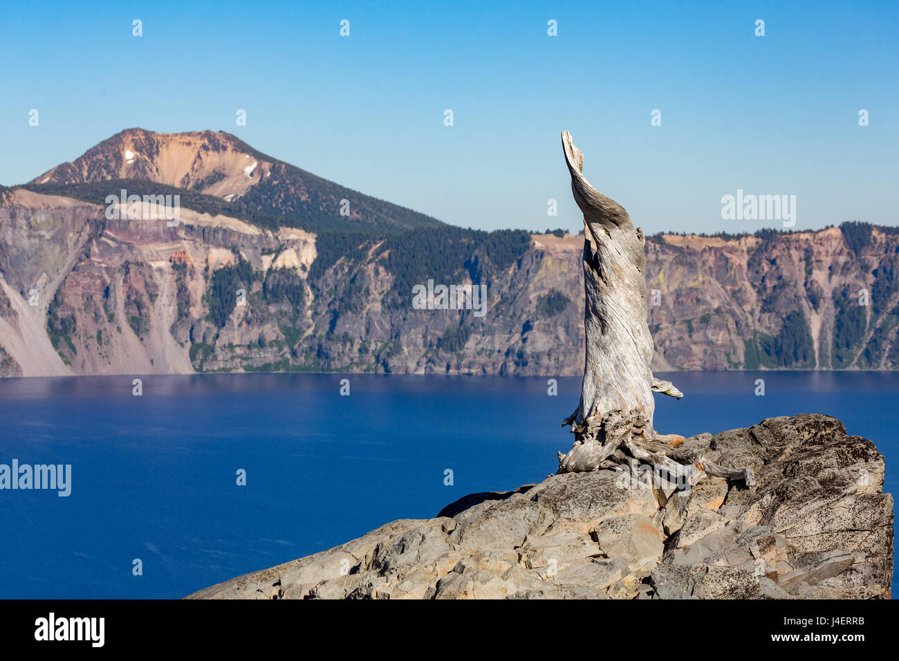 Lone tree trunk over Crater Lake, the deepest lake in the U.S.A., part ...