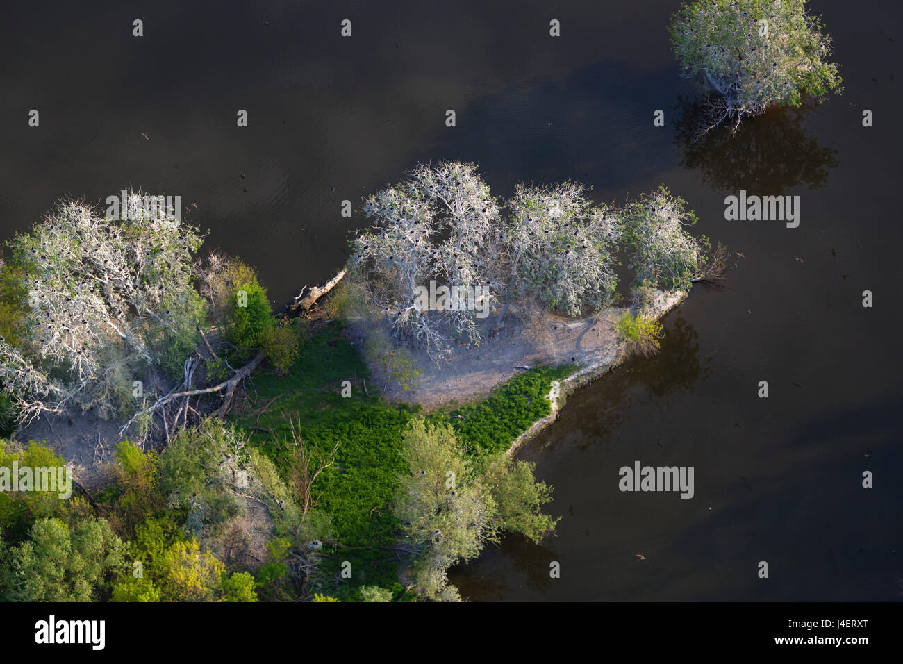 Aerial view of the great cormorant colony in Kopački rit, Croatia Stock ...