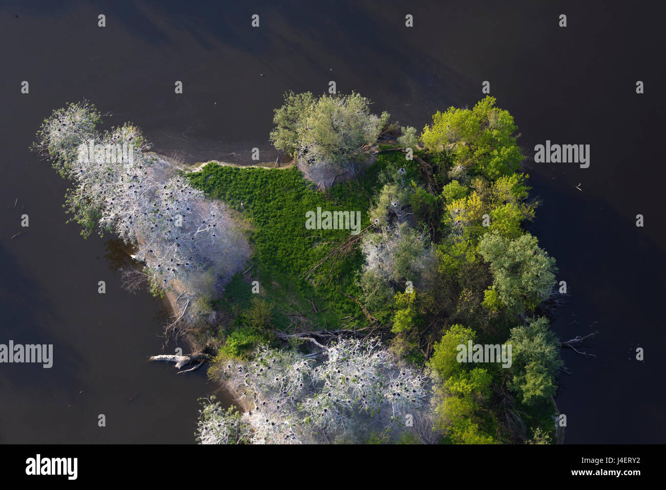 Aerial view of the great cormorant colony in Kopački rit, Croatia Stock ...