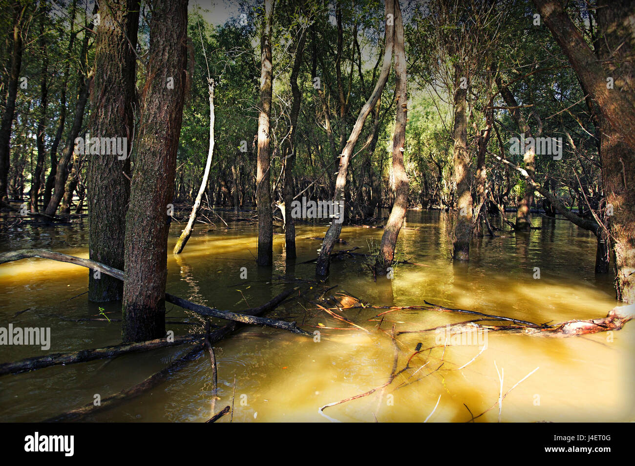 Flood on Danube forest Stock Photo - Alamy