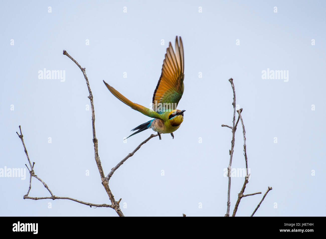 Flight action flying hi-res stock photography and images - Alamy