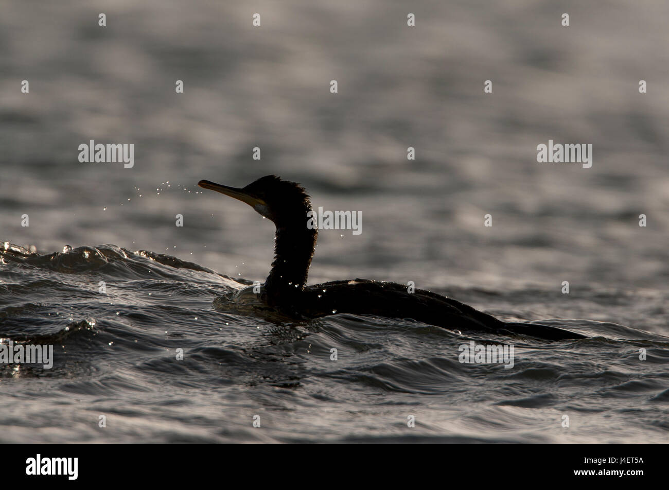 Man emerging water hi-res stock photography and images - Alamy