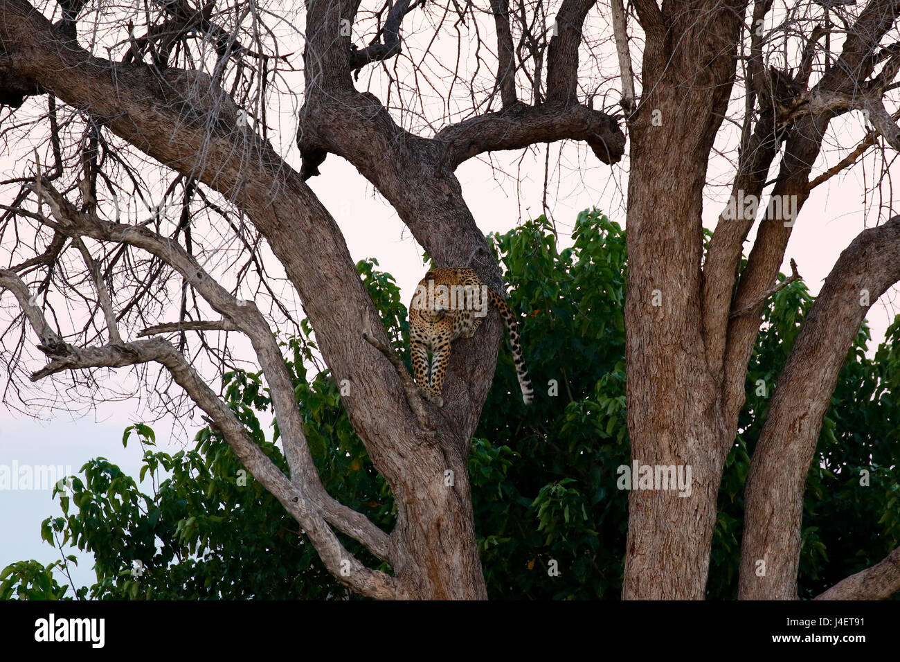 Huge male leopard waiting high up in a tree for passing antelope Stock ...