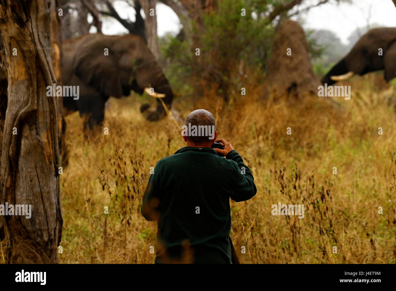 Professional wildlife photographer photographing elephants in his ...