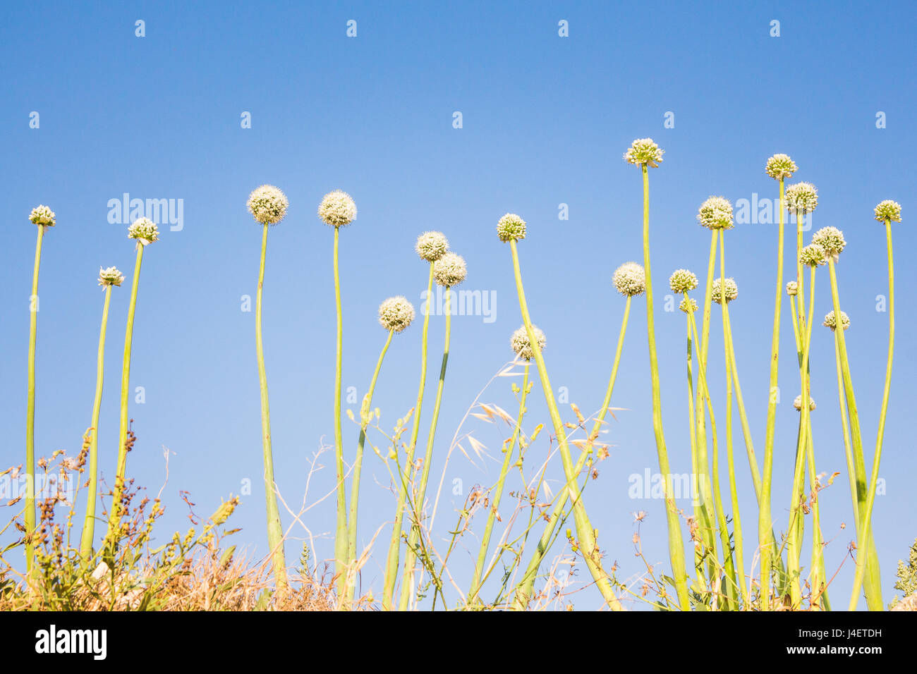 Maltese fauna hi-res stock photography and images - Alamy