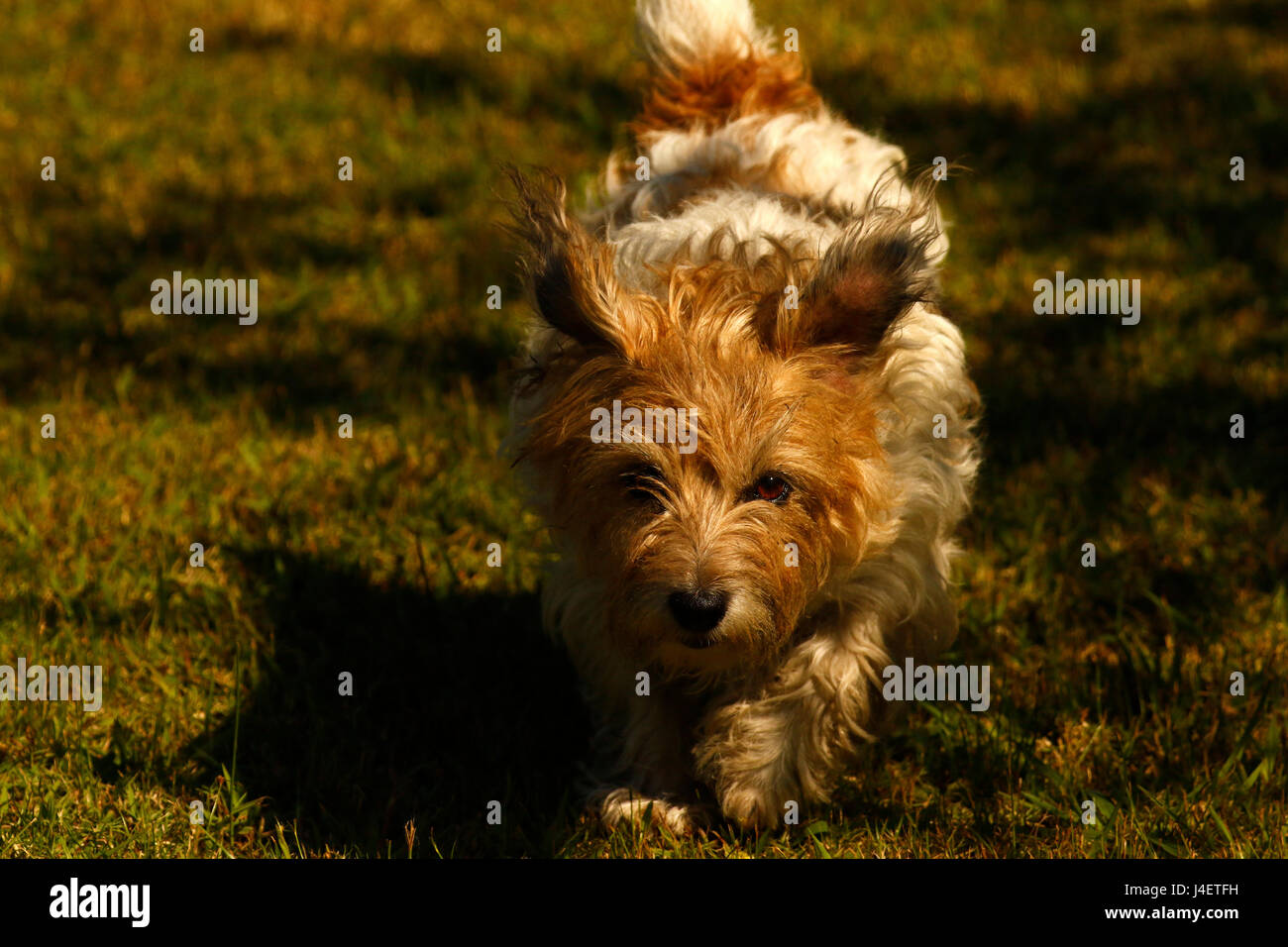 Wire haired jack russell hi-res stock photography and images - Alamy