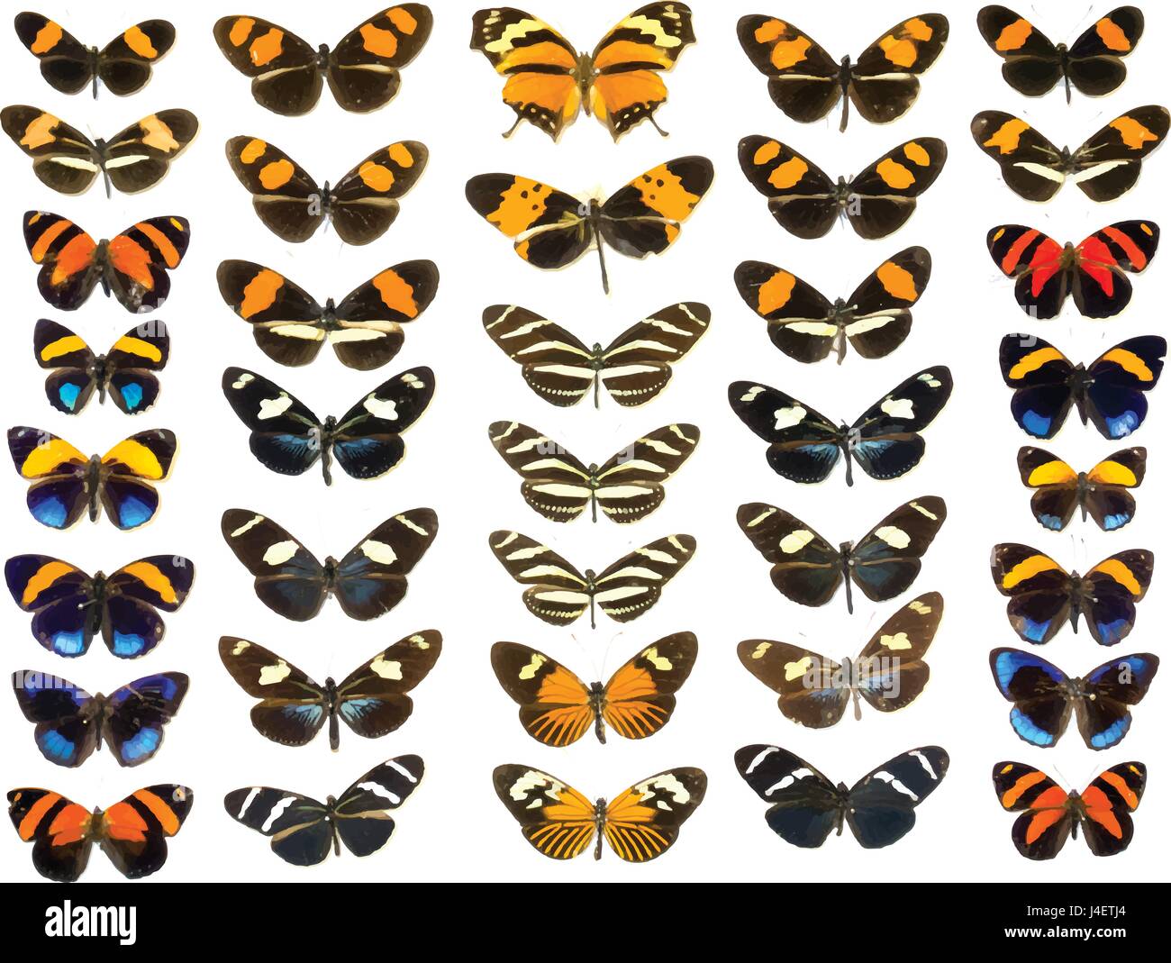 Victorian taxidermy Stock Vector Images - Alamy