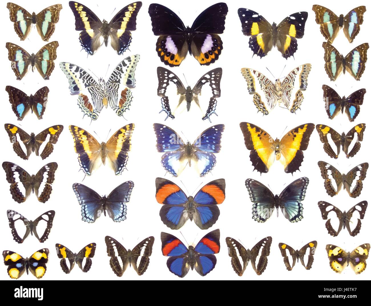 Collection of Exotic Butterflies Vectors Stock Vector Image & Art - Alamy