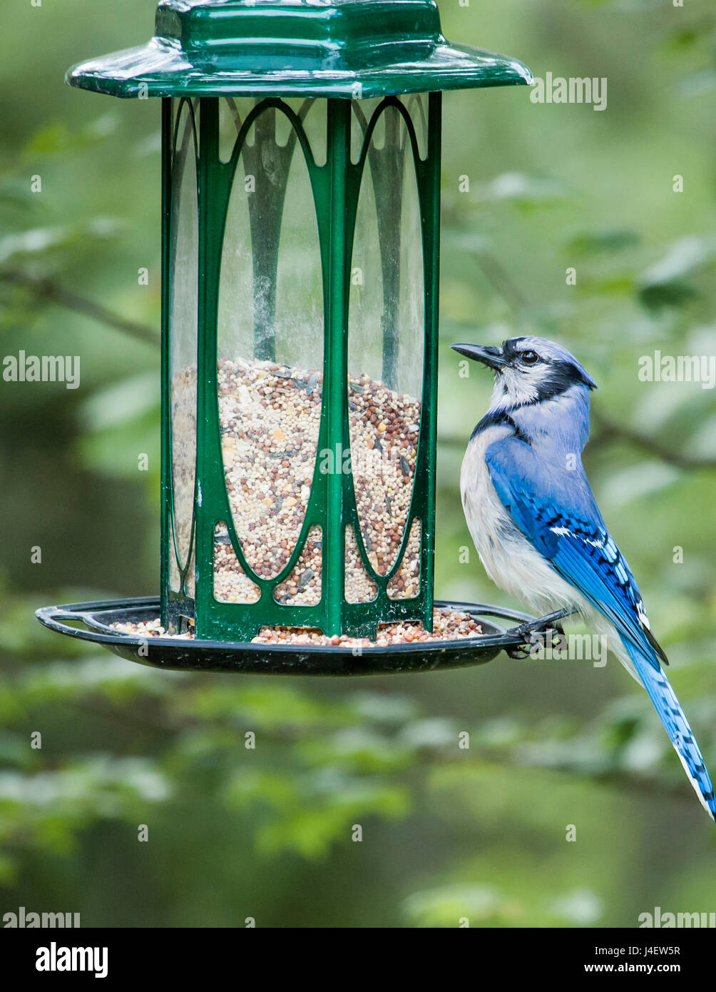 Green jay bird feeder hi-res stock photography and images - Alamy