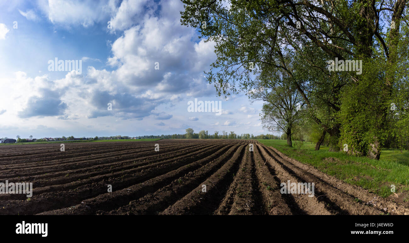 Field of potatoes in early Spring. Central Poland, Europe Stock Photo ...