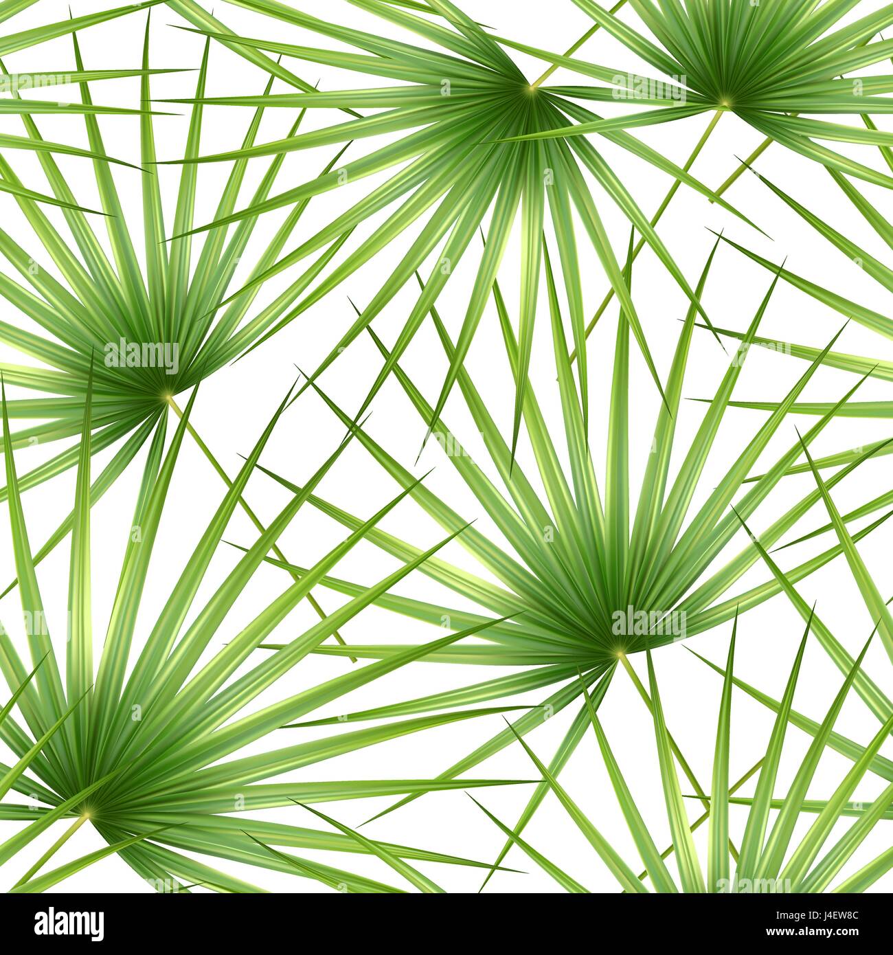 Talipot. Seamless tropical pattern of Palm branch and leaves. Vector ...