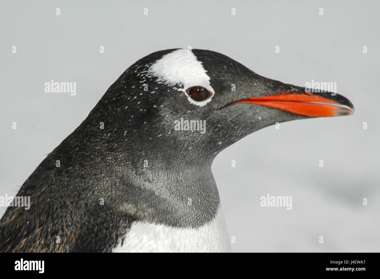 Penguin Look Camera High Resolution Stock Photography and Images - Alamy