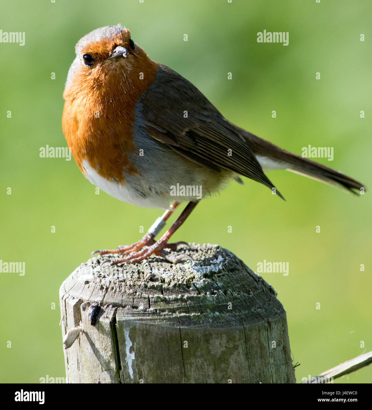 Robin redbreast uk hi-res stock photography and images - Alamy