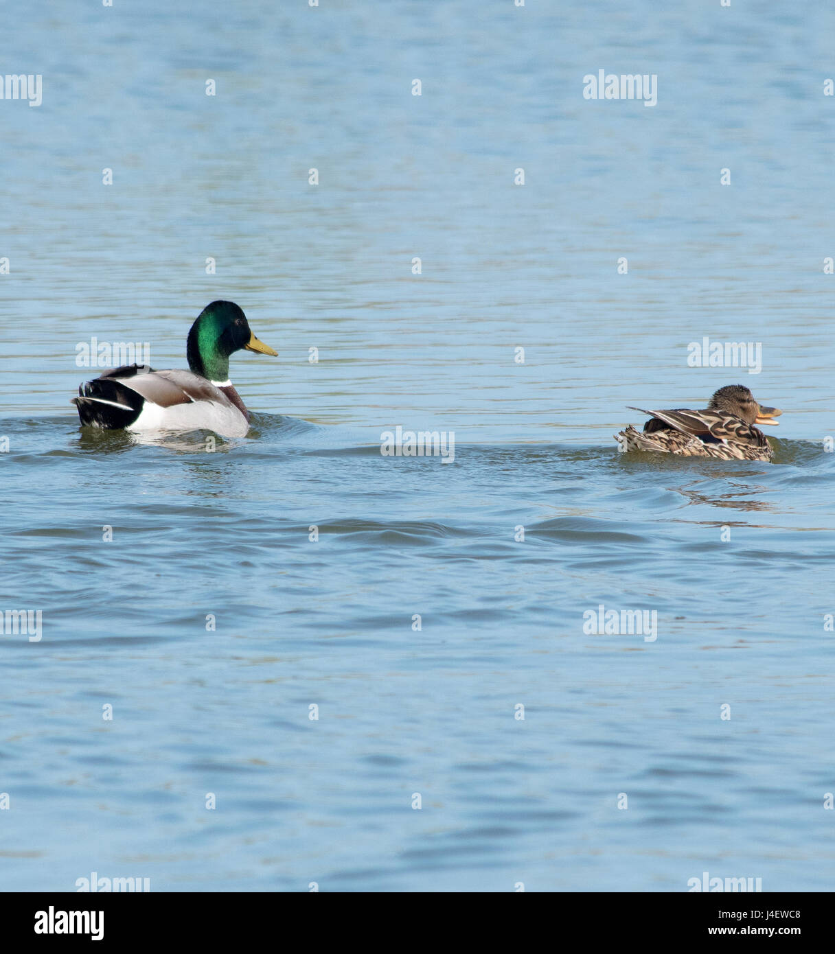 Flying yellow duck hi-res stock photography and images - Alamy