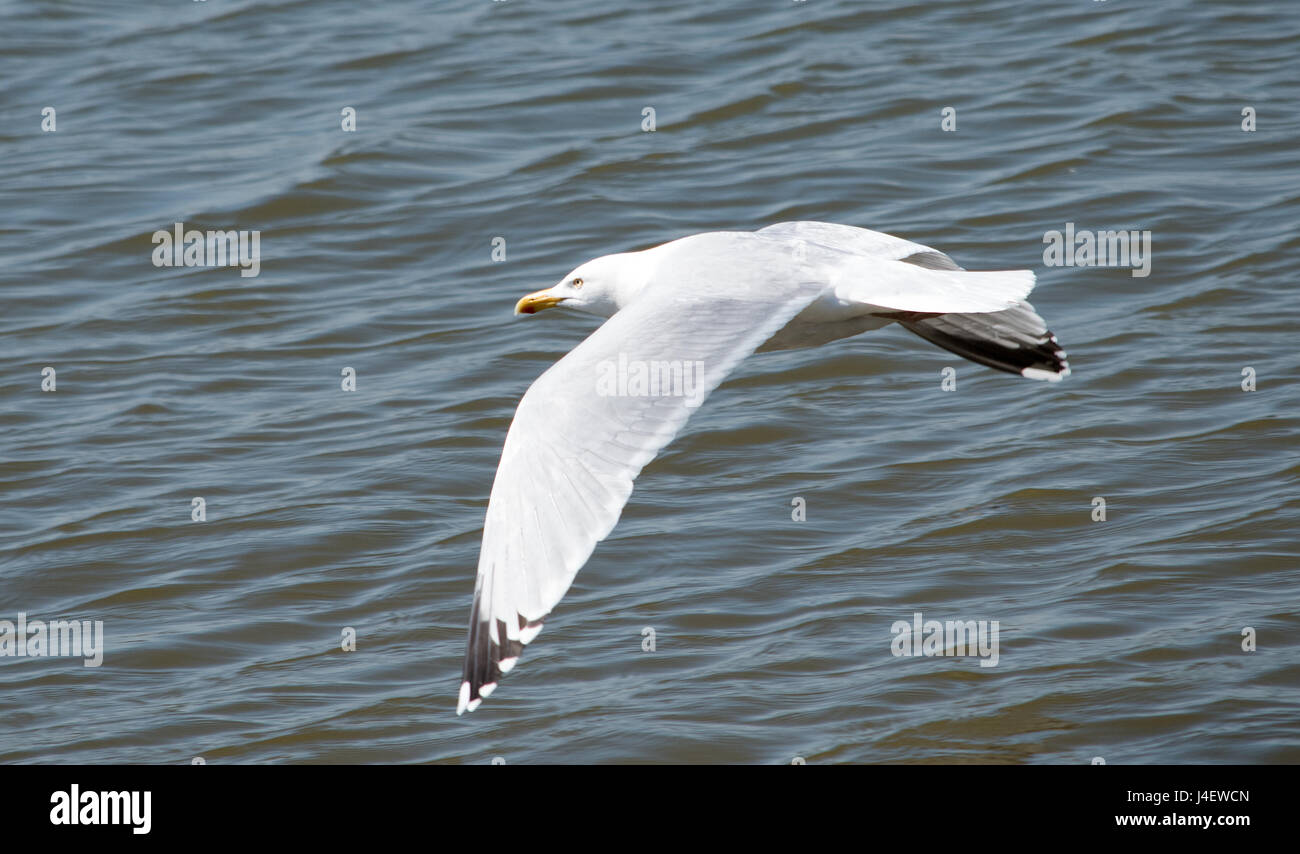 Welsh birds hi-res stock photography and images - Alamy