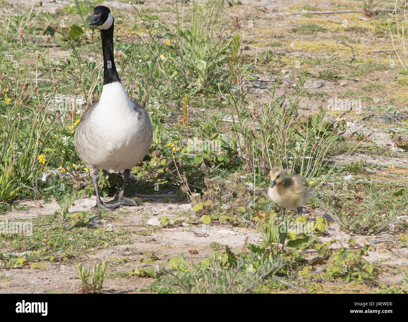 Canada Goose and chick Stock Photo - Alamy