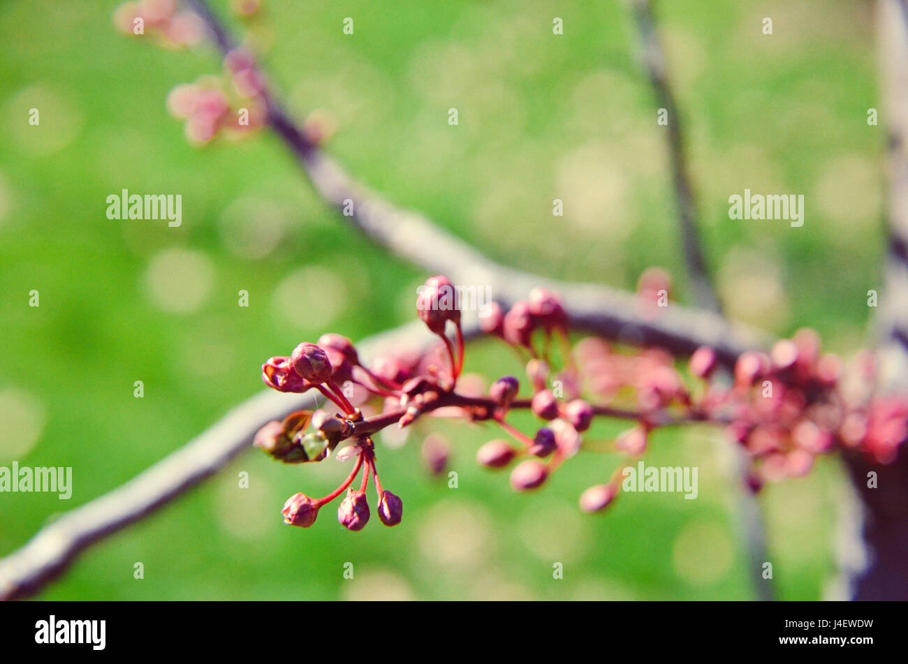 Buds of pink flower closeup Stock Photo - Alamy