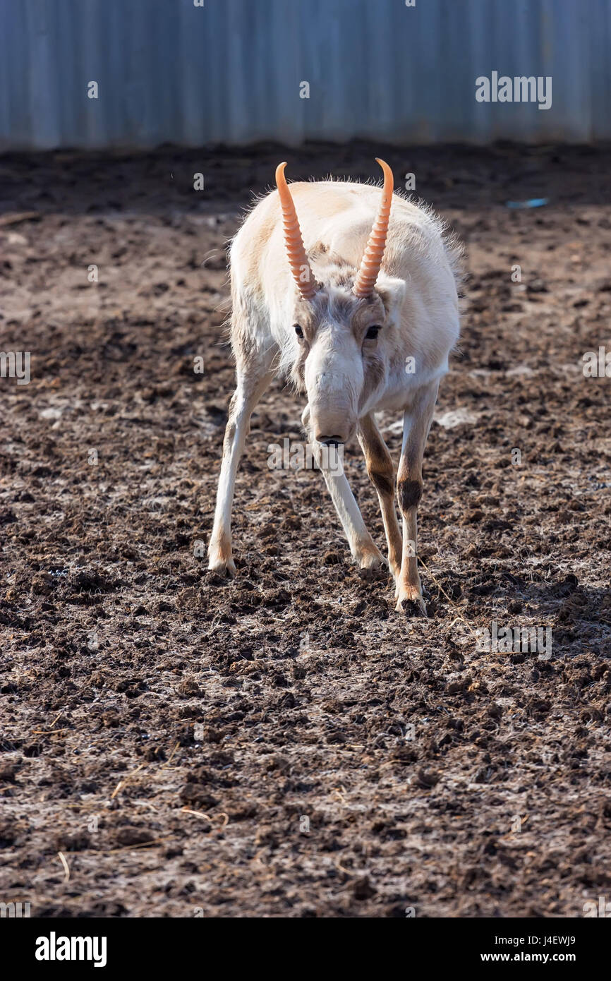 Male saiga or Saiga tatarica in winter coloration Stock Photo - Alamy