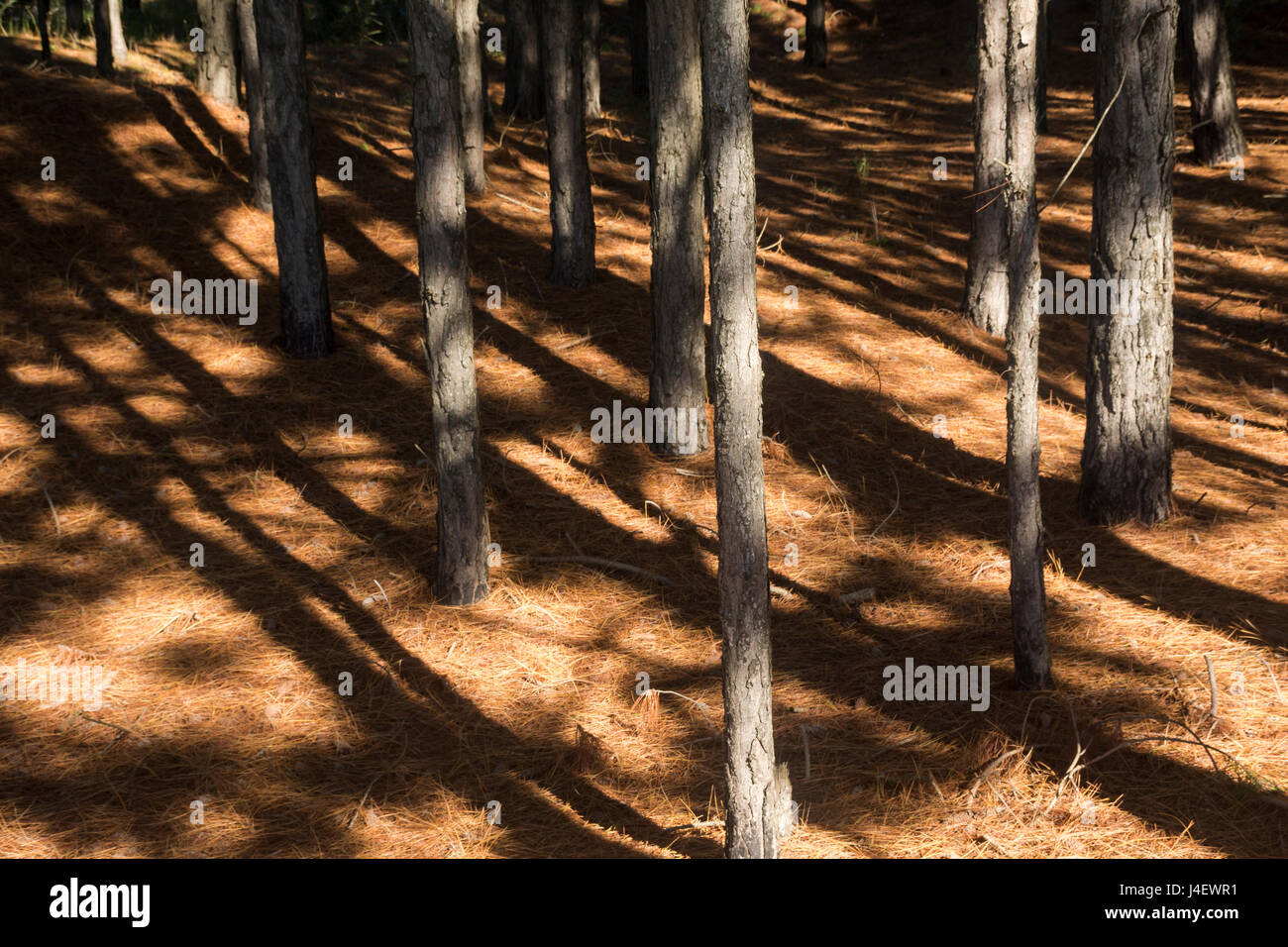 Pine trees in woodland, Buenos Aires, Argentina Stock Photo - Alamy