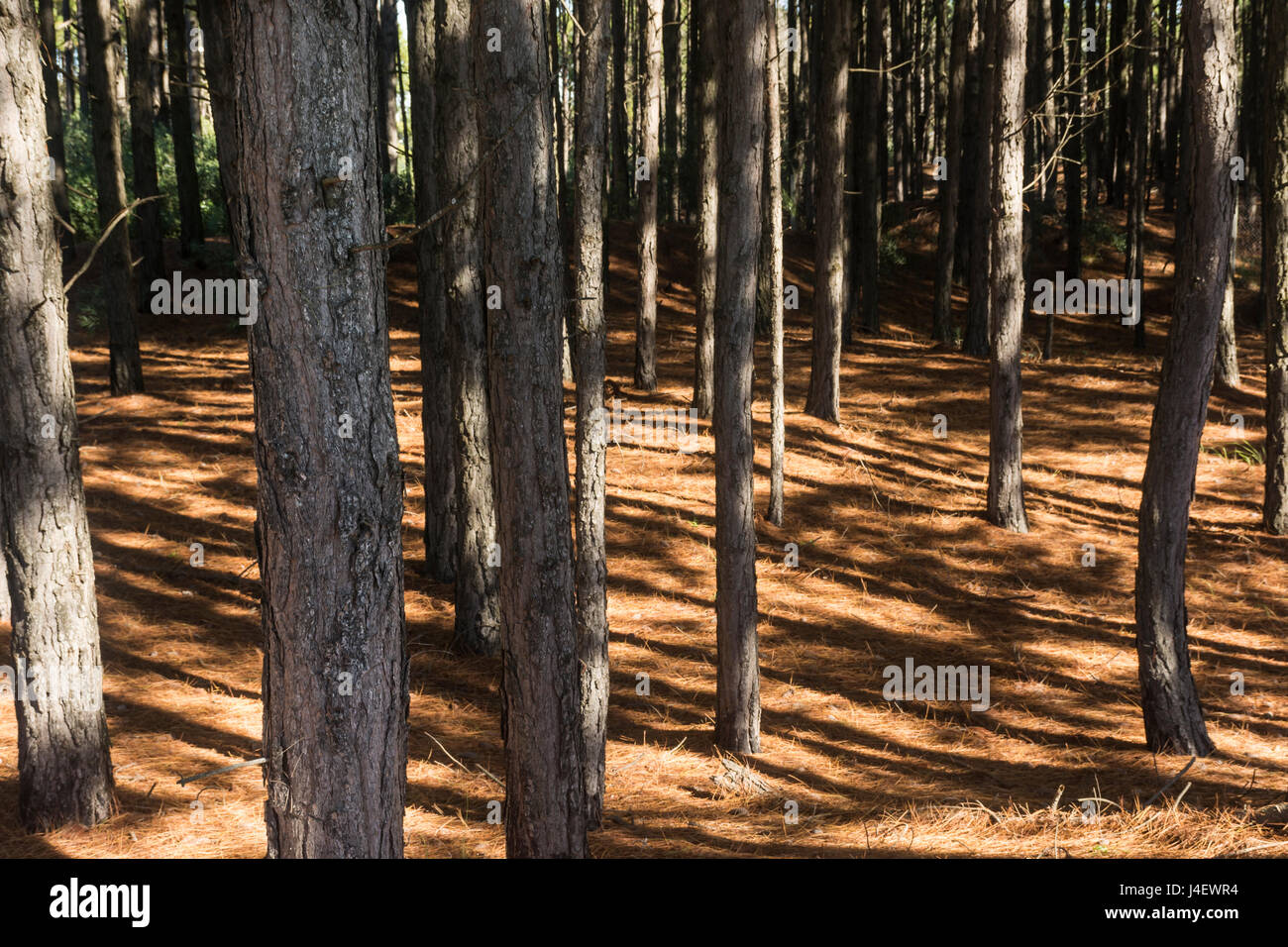 Pine trees in woodland, Buenos Aires, Argentina Stock Photo - Alamy