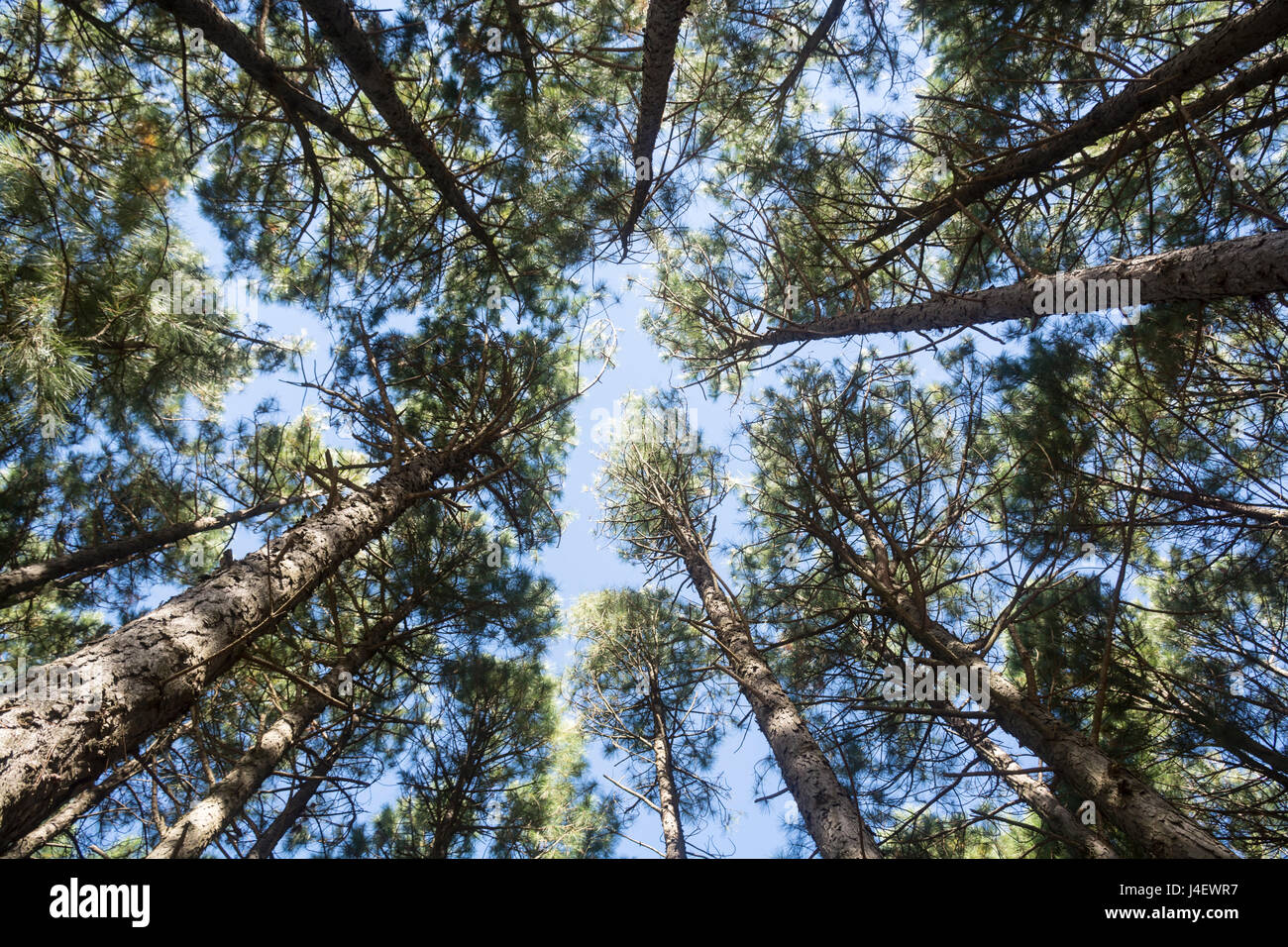 Pine tree branch from below hi-res stock photography and images - Alamy
