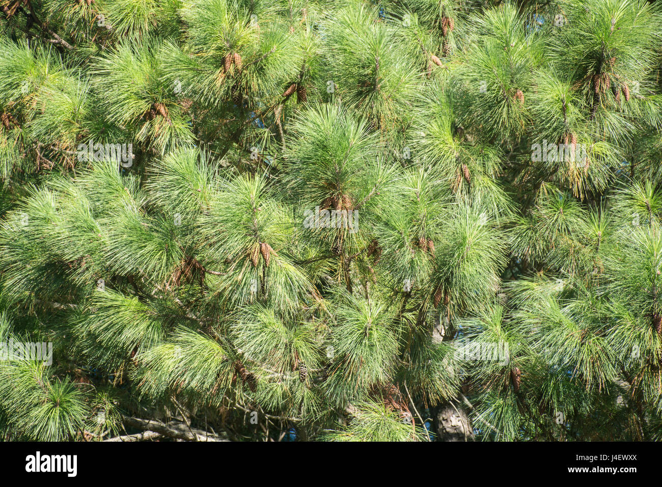 Pine tree branches with cones and needles. Natural background Stock ...