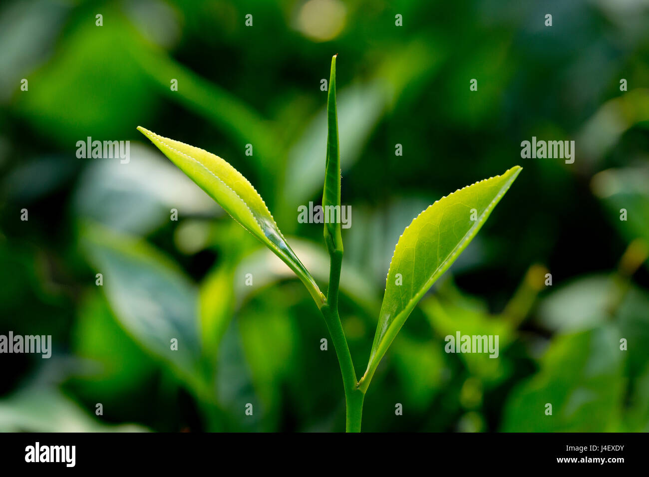 Two leaves bud tea leaf hi-res stock photography and images - Alamy