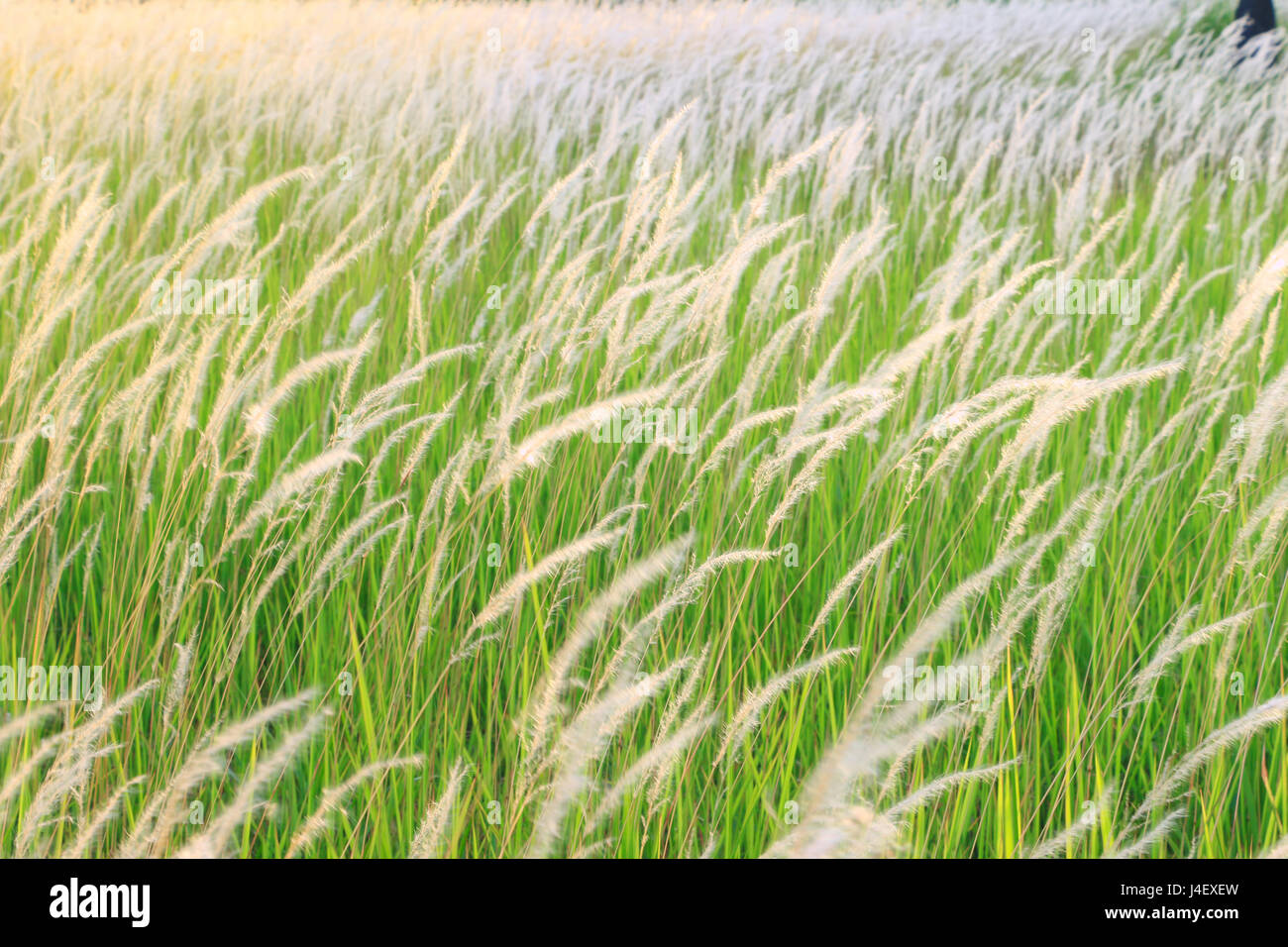 Beautiful landscape flower grass field under the beautiful sky ...