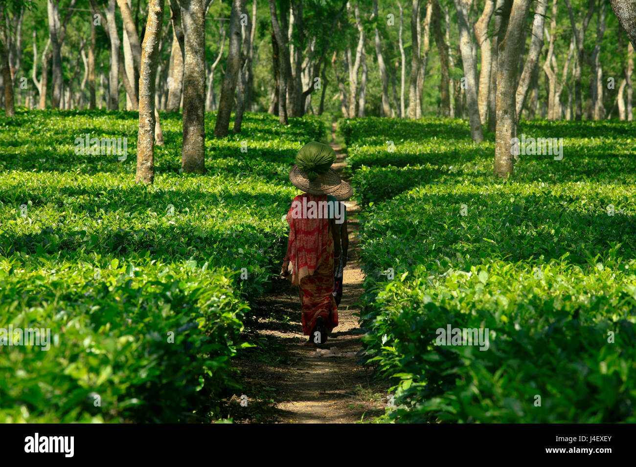 Female workers on tea estate hi-res stock photography and images - Alamy