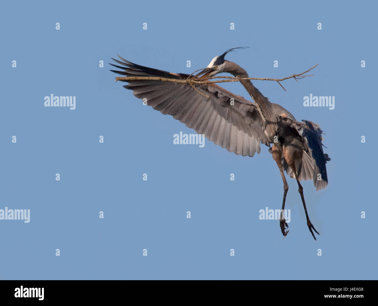 Blue nesting material standing hi-res stock photography and images - Alamy