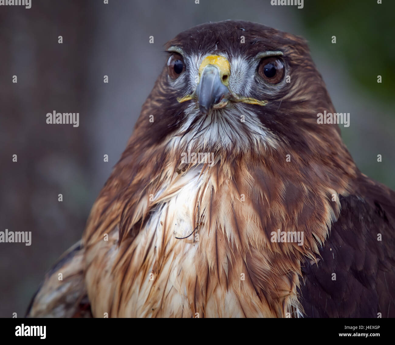 Red Tailed Hawk Face