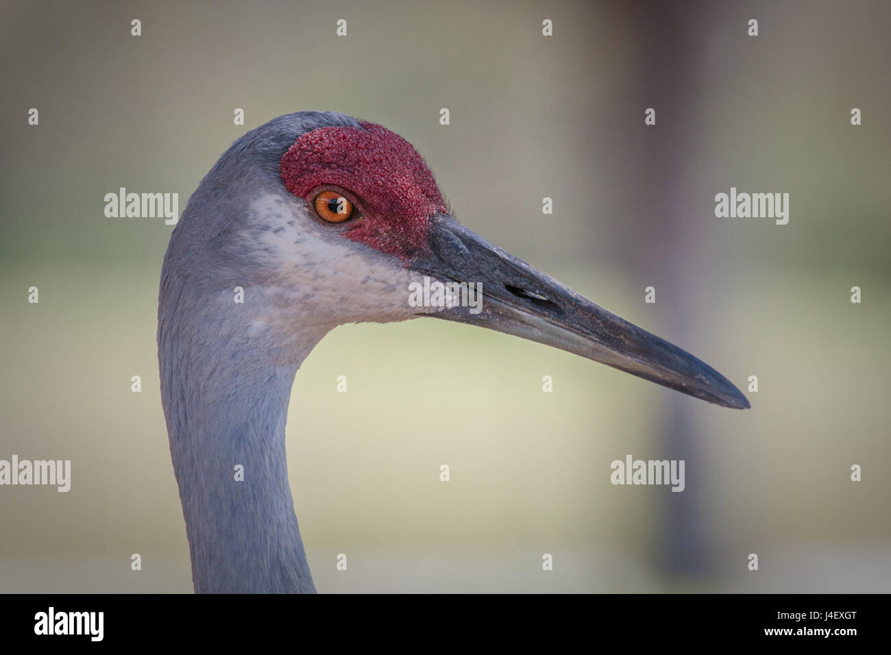 North american sandhill crane hi-res stock photography and images - Alamy
