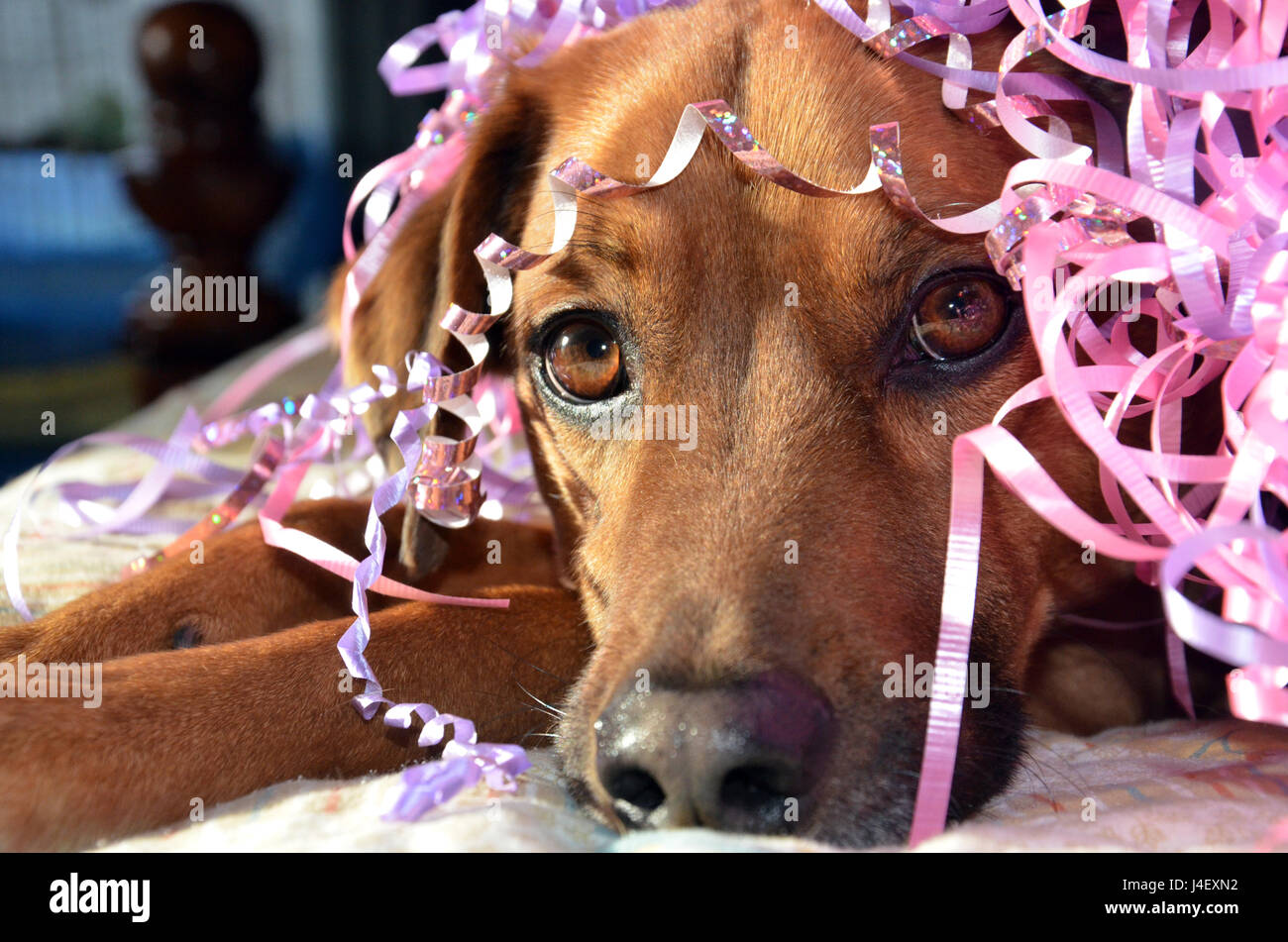 Dog with Ribbons Stock Photo - Alamy