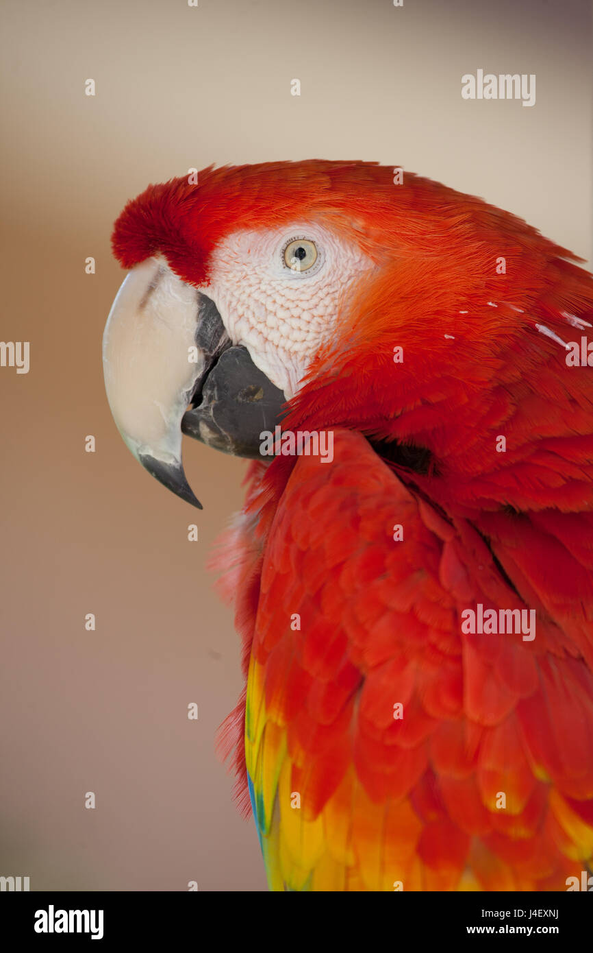 Ruby red Macaw with neutral background Stock Photo - Alamy