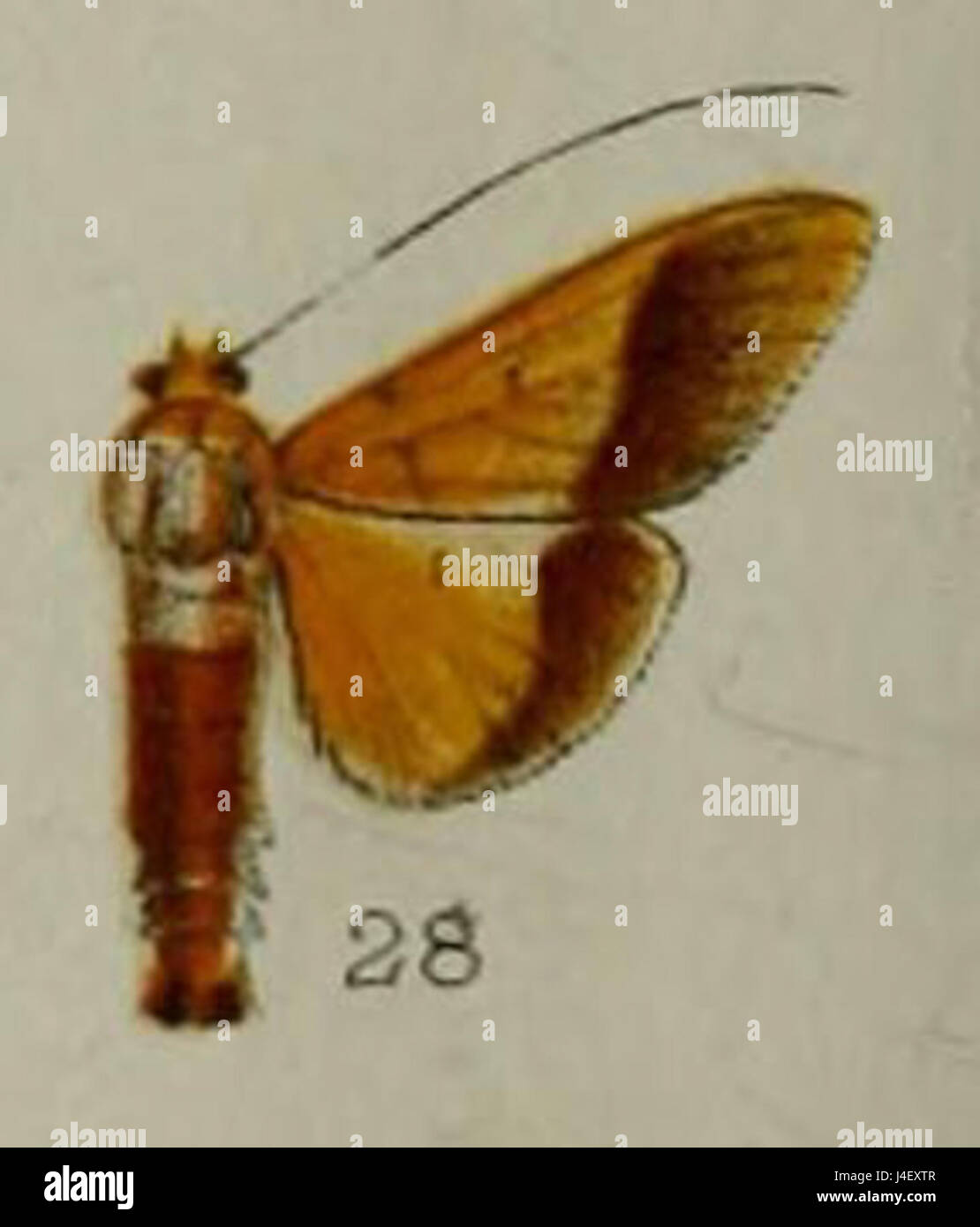 Desmia chryseis, a species of moth described by Hampson in 1898, is an ...