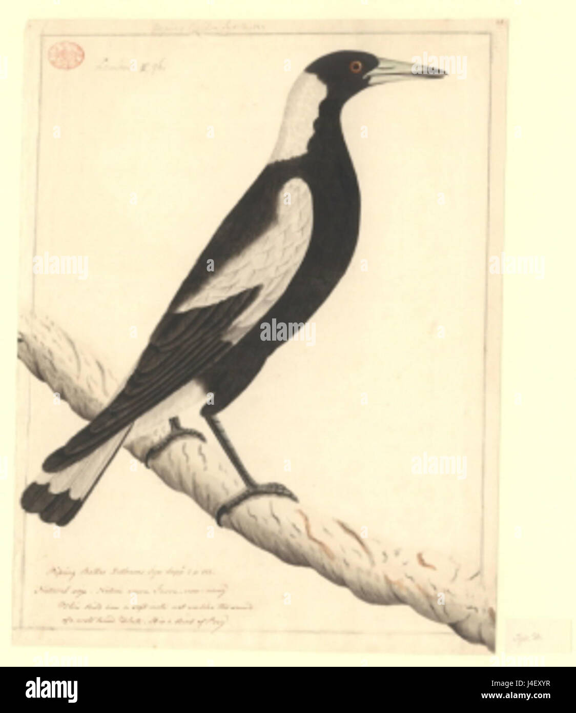 Gymnorhina tibicen early drawing Stock Photo - Alamy