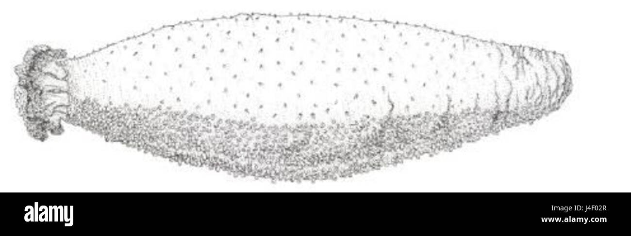 Sea Cucumber Diagram Drawing
