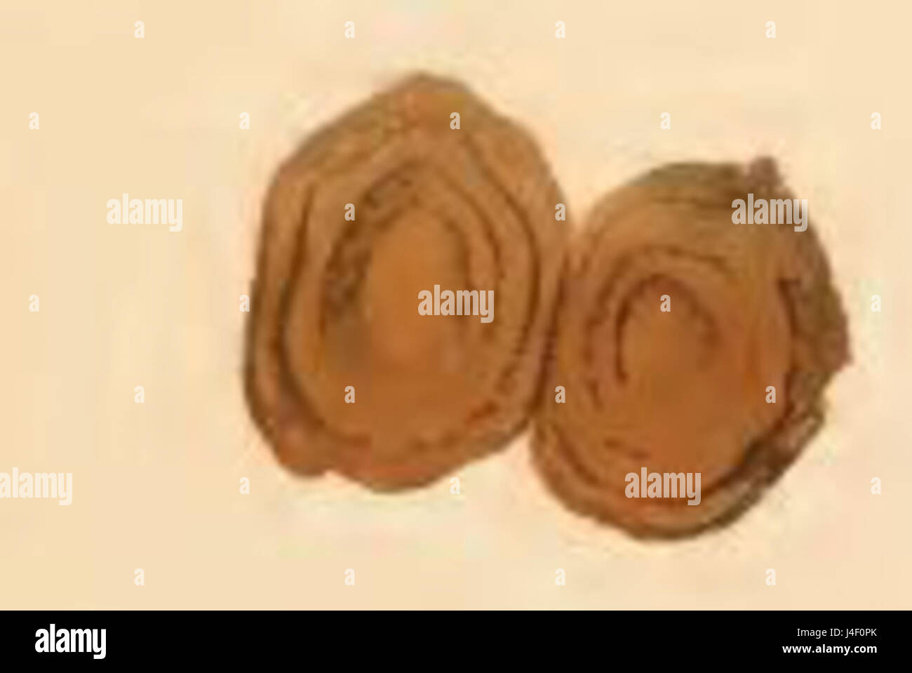 Larva case structure hi-res stock photography and images - Alamy