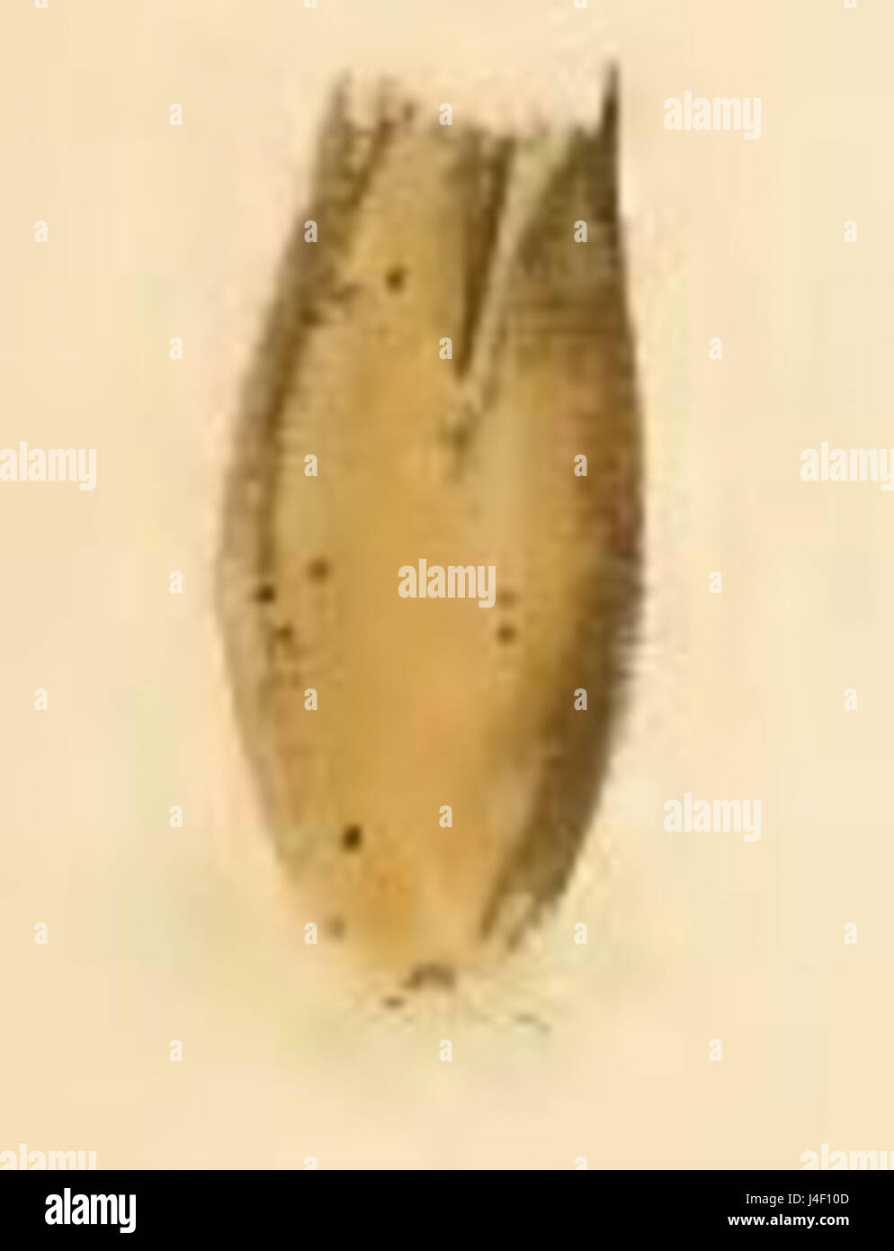 Nemophora metallica empty seed husk used by the young larva as its ...