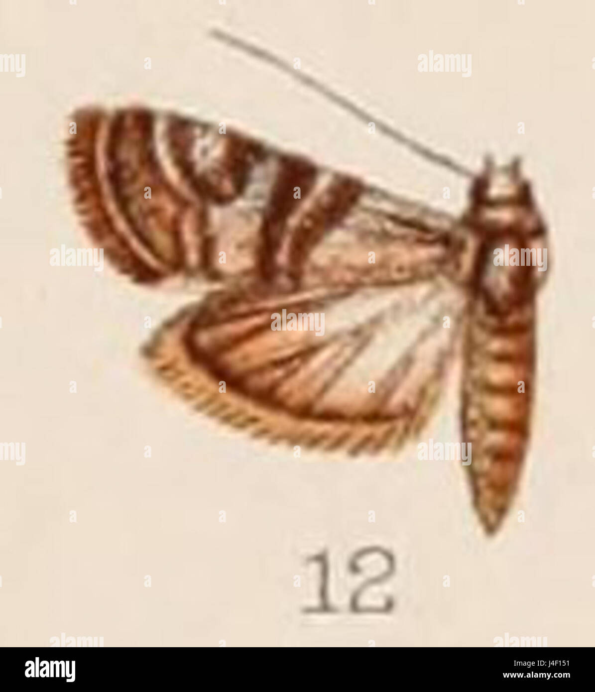 12 Euzophera cocciphaga Hampson 1908 Stock Photo - Alamy