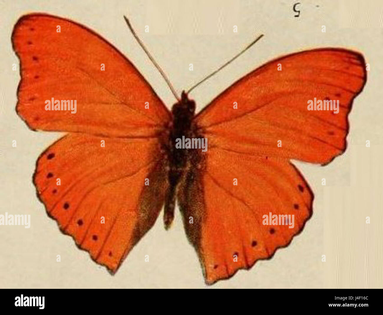 Cymothoe Stock Photos & Cymothoe Stock Images - Alamy