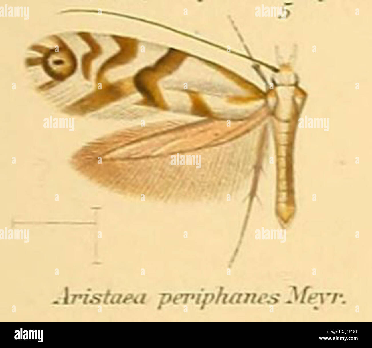 'Aristaea periphanes' is a moth species described by Meyrick in 1907 ...
