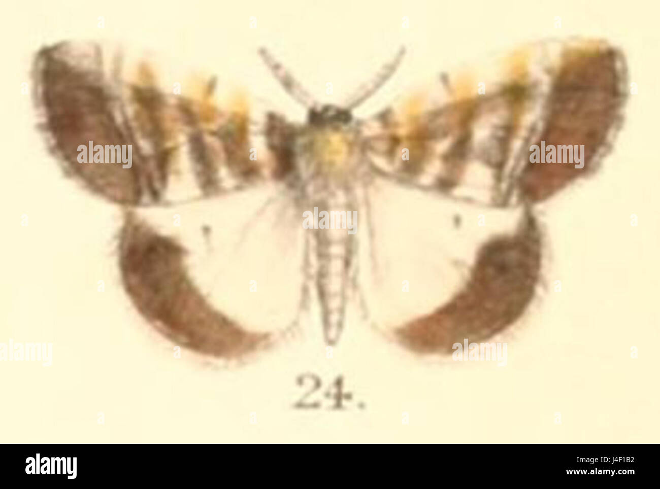Euproctis variegata, a species described by Moore in 1879, is a type of ...